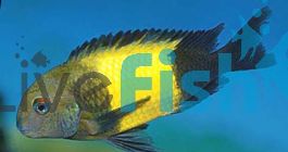 Tropheus Kaiser 3cm "Delivered to your door in Australia''