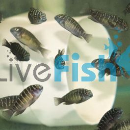 Tropheus Moorii Mpulungu 'Delivered to your door in Australia'