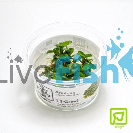 Tropica TC Anubias Barteri 'Mini Coin' "Delivered to your door in ...