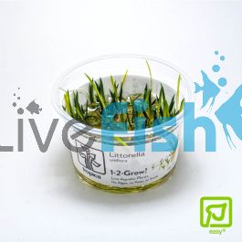 Tropica TC Littorella Uniflora "Delivered to your door in Australia''