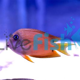 Two Spot Bristletooth Tang MED "Delivered to your door in Australia''