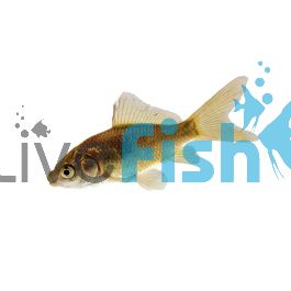 Uncoloured Goldfish 9cm "Delivered to your door in Australia''