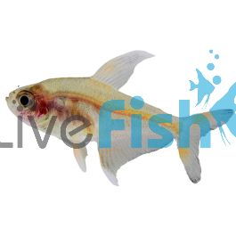 White Fin Ornate Tetra 3.5cm "Delivered to your door in Australia''