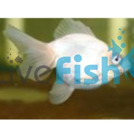 White Butterfly Tail Goldfish 5cm "Delivered to your door in Australia''