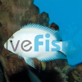 White Convict Cichlid 5cm "Delivered to your door in Australia''