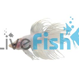 White Crowntail Male Fighter Betta Splendens "Delivered to your door in ...