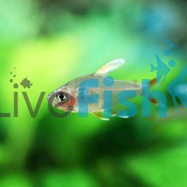 White Fin Ornate Tetra 2cm "Delivered to your door in Australia''