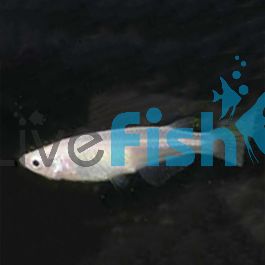 Medaka White 3cm Oryzias latipes delivered to your door