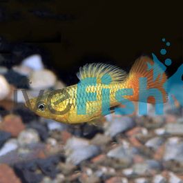 Gold Variatus Platy Xiphophorus variatus Delivered to your door in Ausralia