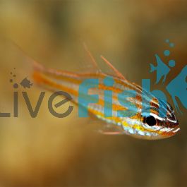 Yellow Striped Cardinalfish - Medium "Delivered to your door in Australia''