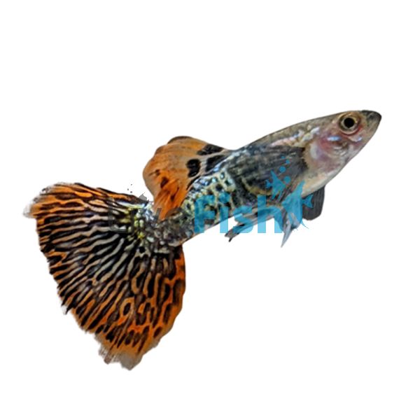 Male Tiger Guppy 3cm "Delivered to your door in Australia''