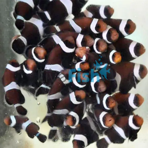 black and white clownfish size
