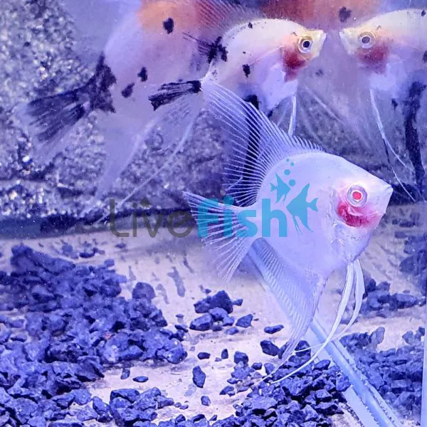 blue blushing ghost angelfish