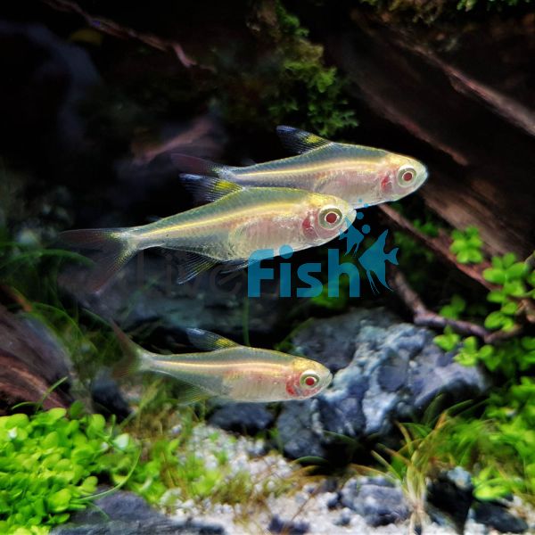 do lemon tetras school