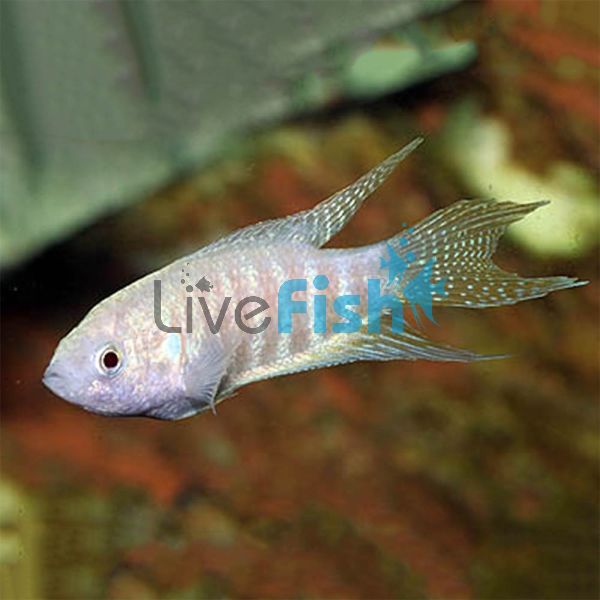 Albino Paradise Fish 3.5cm "Delivered to your door in Australia''