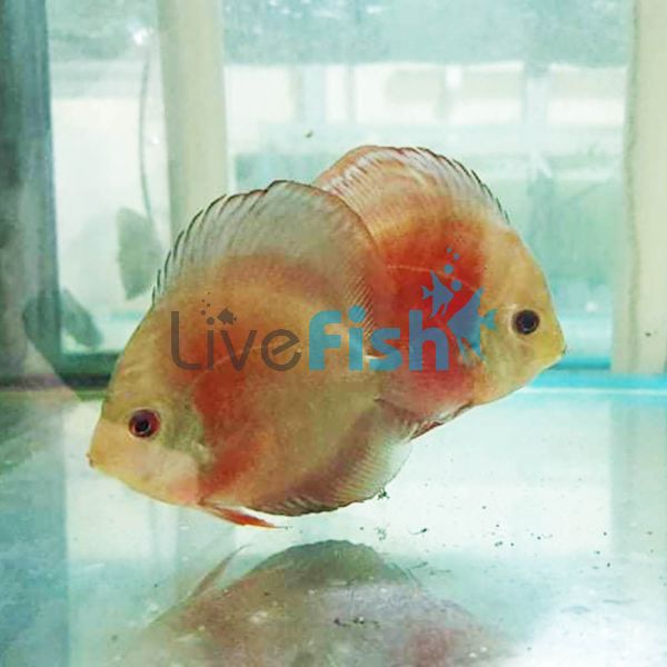 Red Alenquer Discus 5cm "Delivered to your door in Australia''