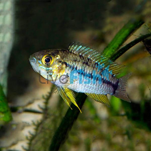 Apistogramma Pucallpaensis - Wild Caught 3cm "Delivered to your door in ...