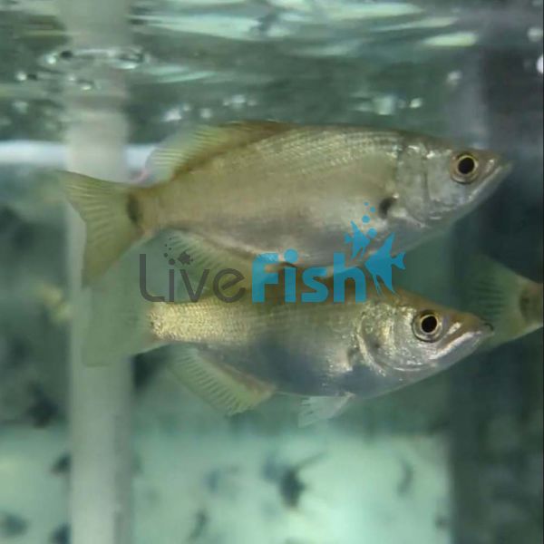 Archer Fish Primitive 7cm "Delivered to your door in Australia''