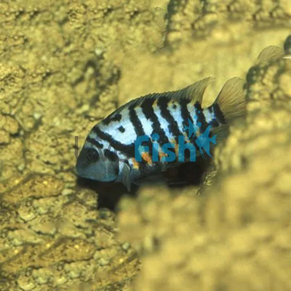 convict cichlids size