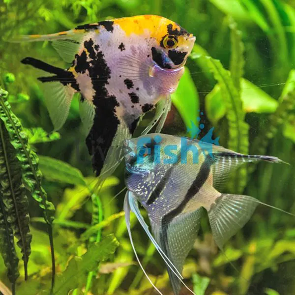 blue blushing ghost angelfish