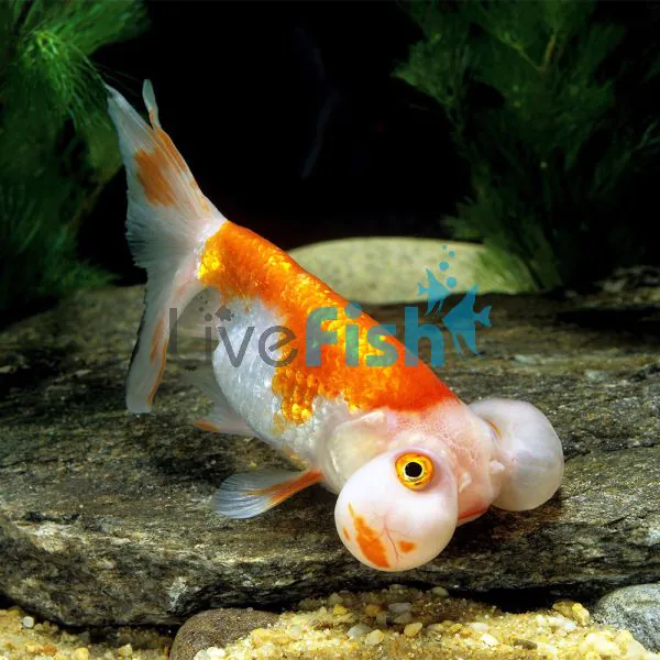 bubble eye goldfish