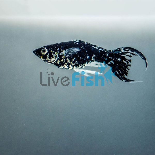 Assorted L.T Mini Molly 3.5cm | Fast Delivery Australia-wide