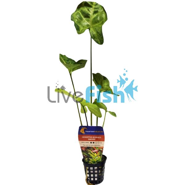 Assorted Sword Borneo - Pot "Delivered to your door in Australia''