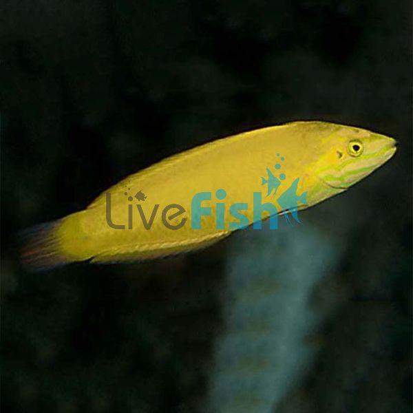 Banana Wrasse - Medium "Delivered to your door in Australia''