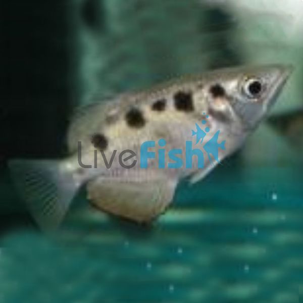 Banded Archer Fish - Brackish 6cm "Delivered to your door in Australia''