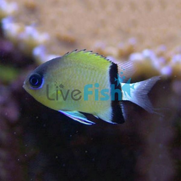 Black Bar Chromis Chromis opercularis ""Delivered to your door in ...