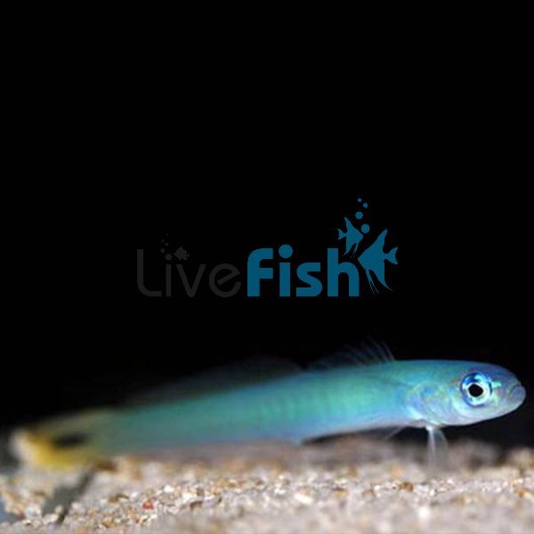 Black Tail Dartfish (Blue Gudgeon) - Medium "Delivered to your door in ...
