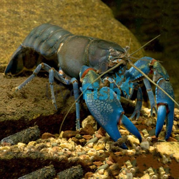 Blue Claw Yabby 5cm "Delivered to your door in Australia''