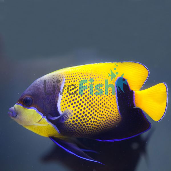 majestic angelfish lifespan