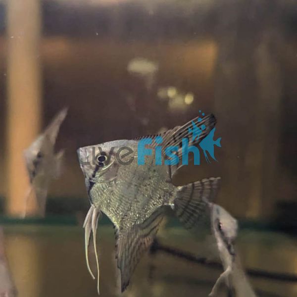 Blue Zebra Pinoy Angelfish 6cm "Delivered to your door in Australia''