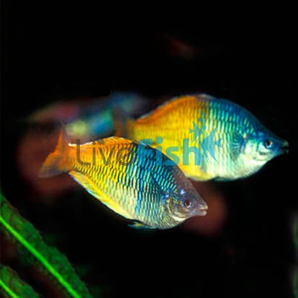 60x Local Raibow Boesemani 3-4cm | Fast Delivery Australia-wide