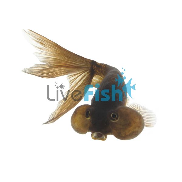 Black Bubble Eye / Bronze 7cm "Delivered to your door in Australia''