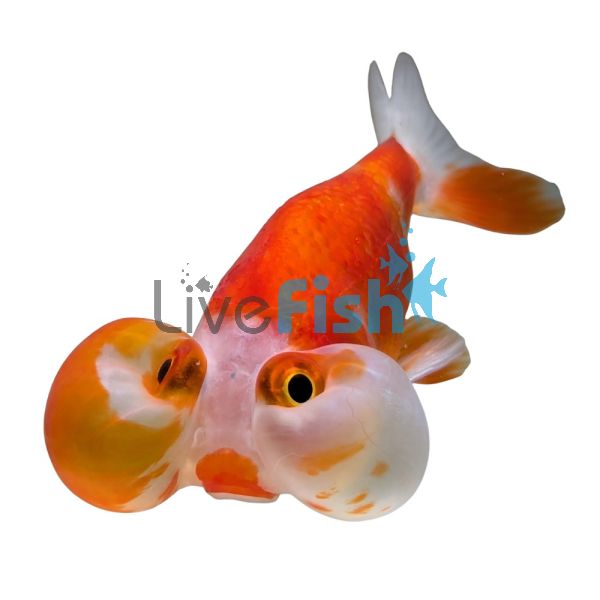Bubble Eye Red and White 9cm "Delivered to your door in Australia''