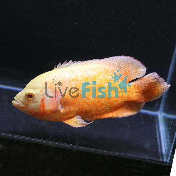 Chilli Red Oscar 18cm "Delivered to your door in Australia''