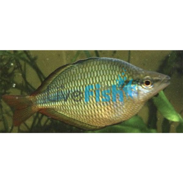Coen River Banded Rainbow 5cm "Delivered to your door in Australia''