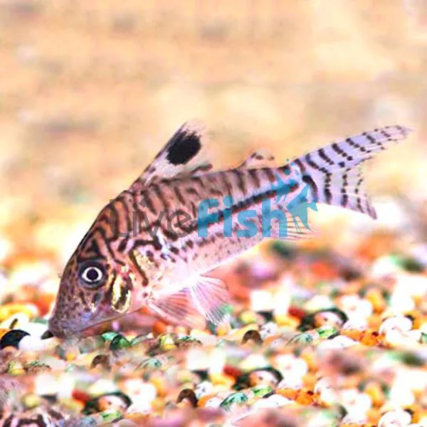 corydoras leopardus temperature