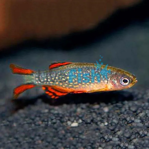 galaxy rasbora fish