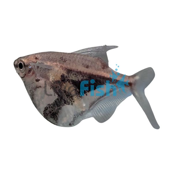 marble hatchetfish
