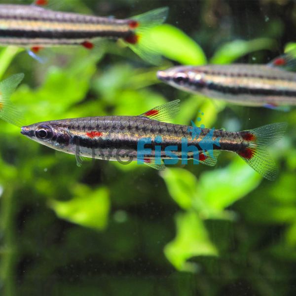 Dwarf Pencilfish 1cm "Delivered to your door in Australia''