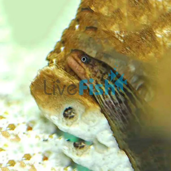 snowflake eel freshwater