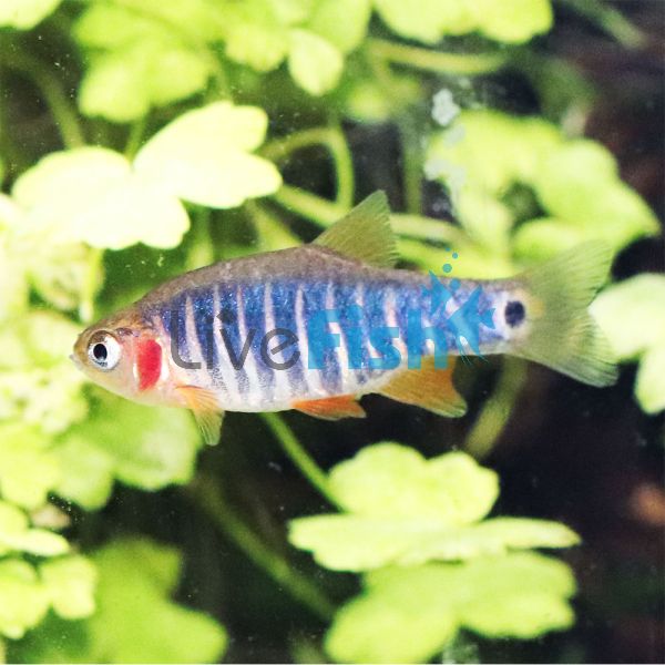 emerald dwarf rasbora