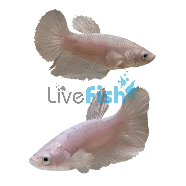 Female Betta Ele Ear Platinum 4cm "Delivered to your door in Australia''