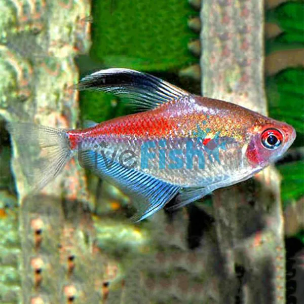 bleeding heart tetras