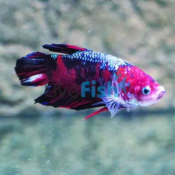 fighter plakat hellboy