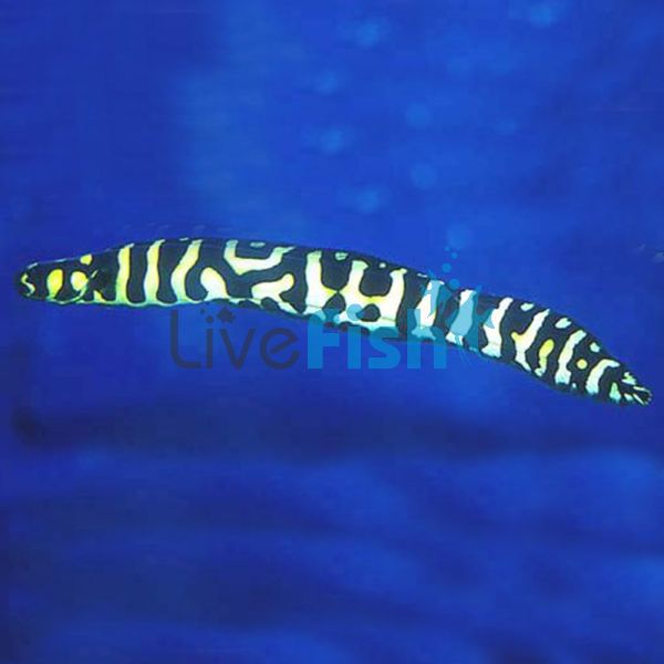 Goby Engineer - Medium "Delivered to your door in Australia''
