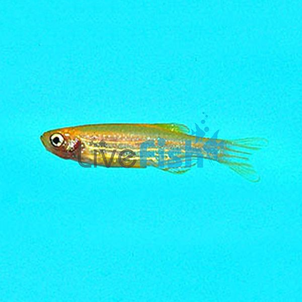 Gold Zebra Danio 3.5cm "Delivered to your door in Australia''